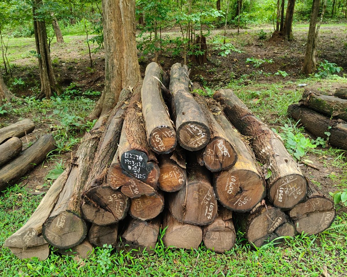 Buying Timber from Merchants vs Govt. Timber Depots | Harsha Timbers