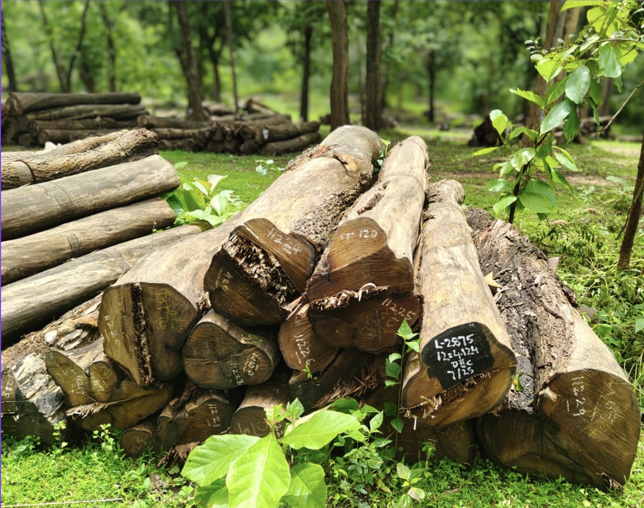 Solid Wood Doors, Windows, Furniture, Panels | Harsha Timbers