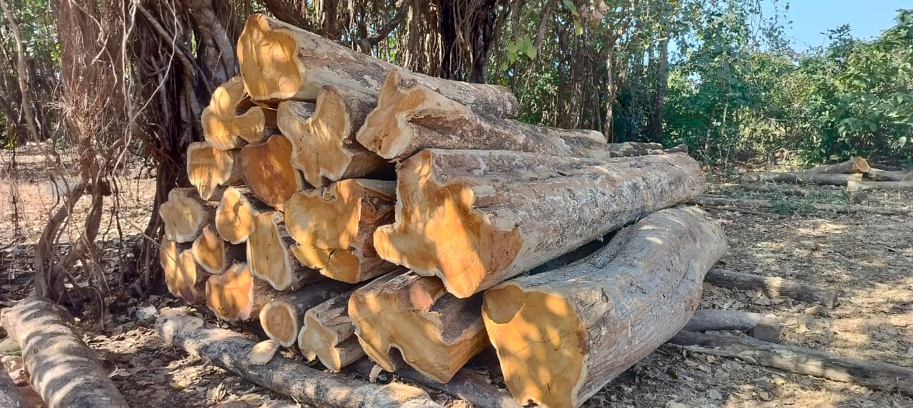 Different Types of Teak Wood Made Simple - Harsha Timbers